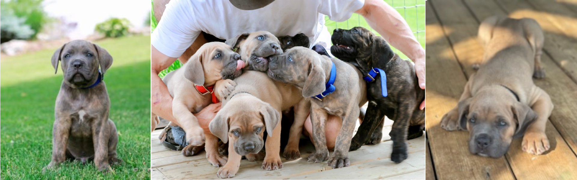 Bonito Cane Corso – Refined. Distinct. Correct.
